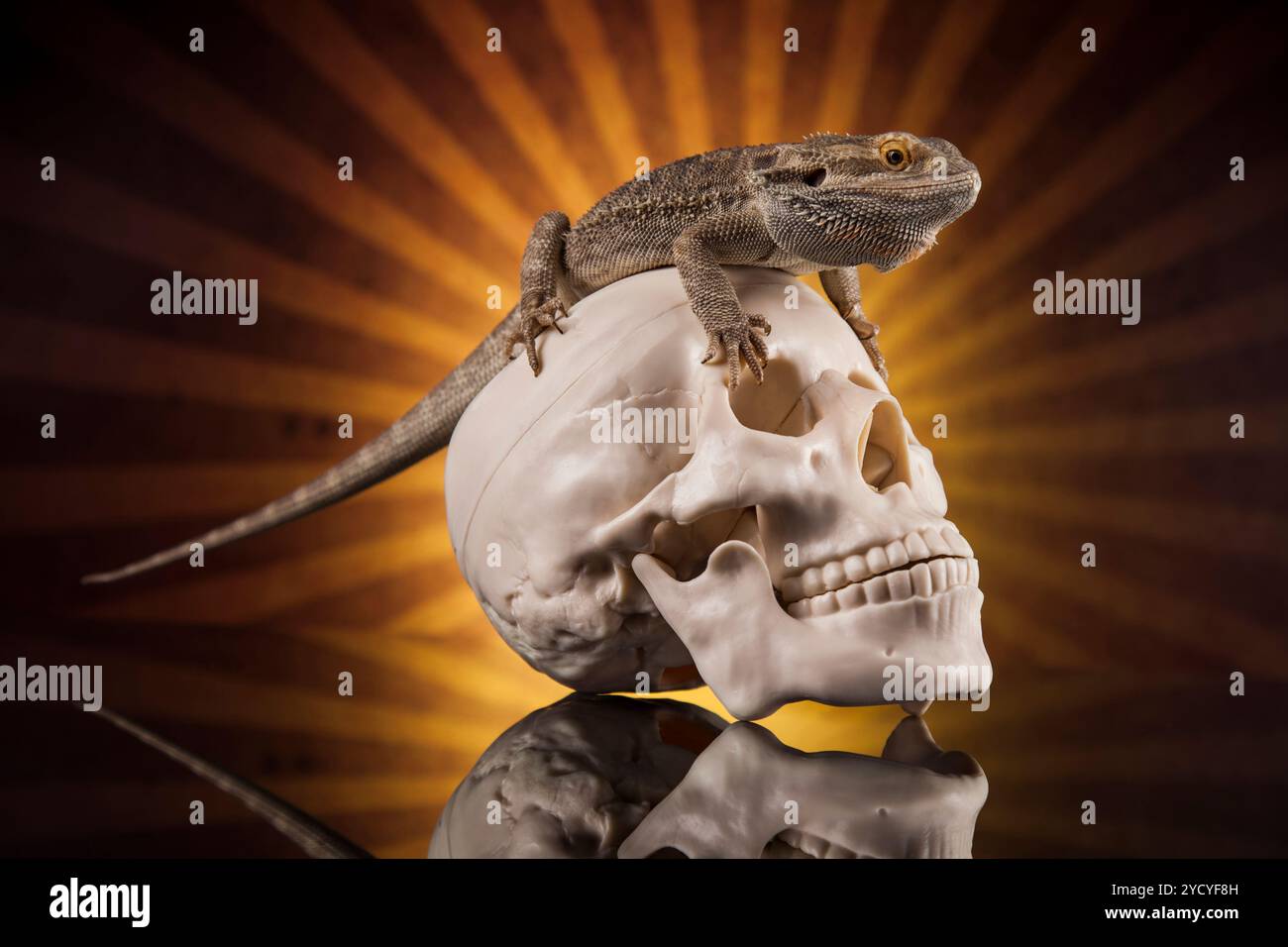 Lizard, human skull on black mirror background Stock Photo - Alamy
