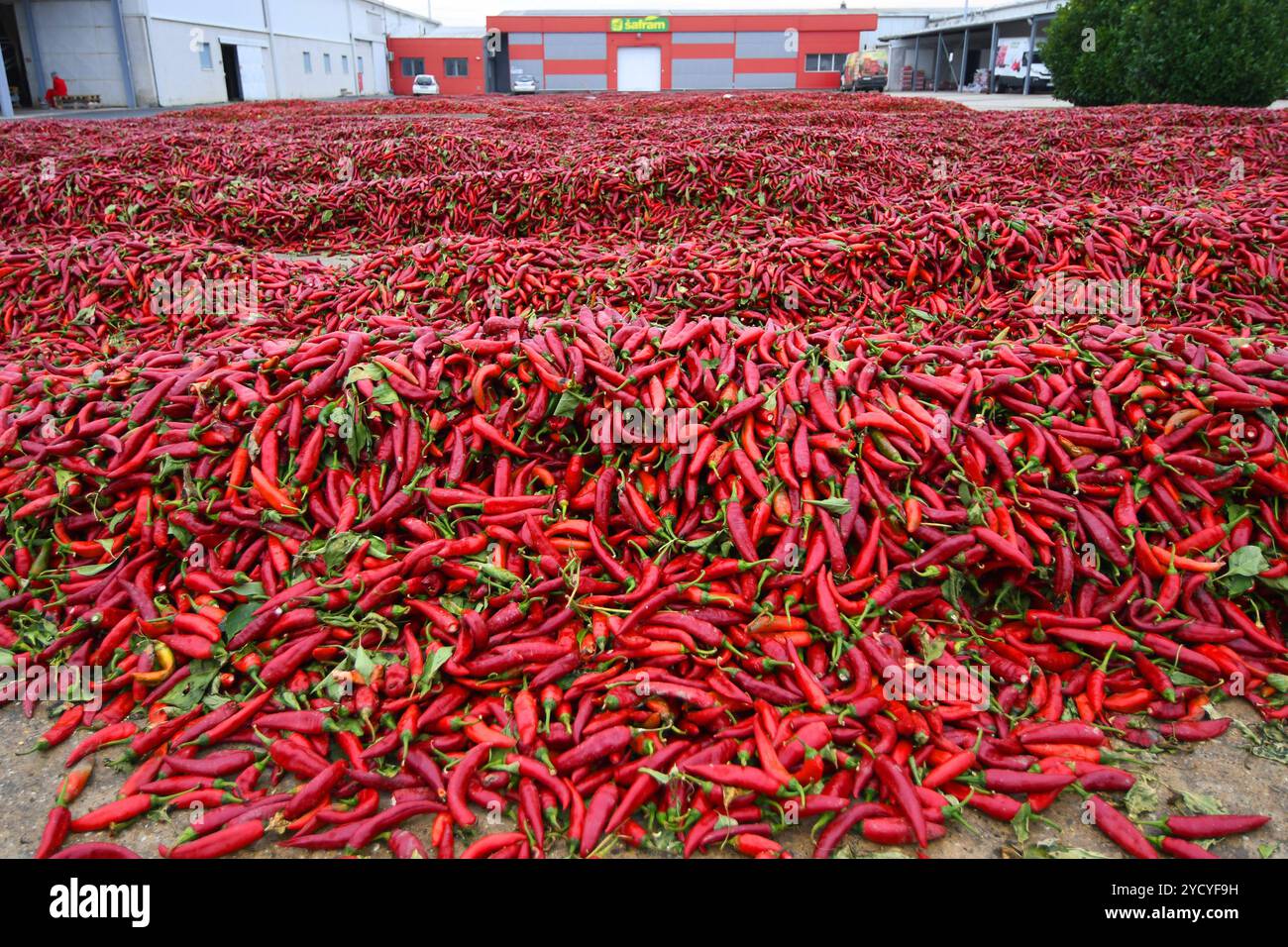 After purchasing the paprika and drying it in front of the company, the ...