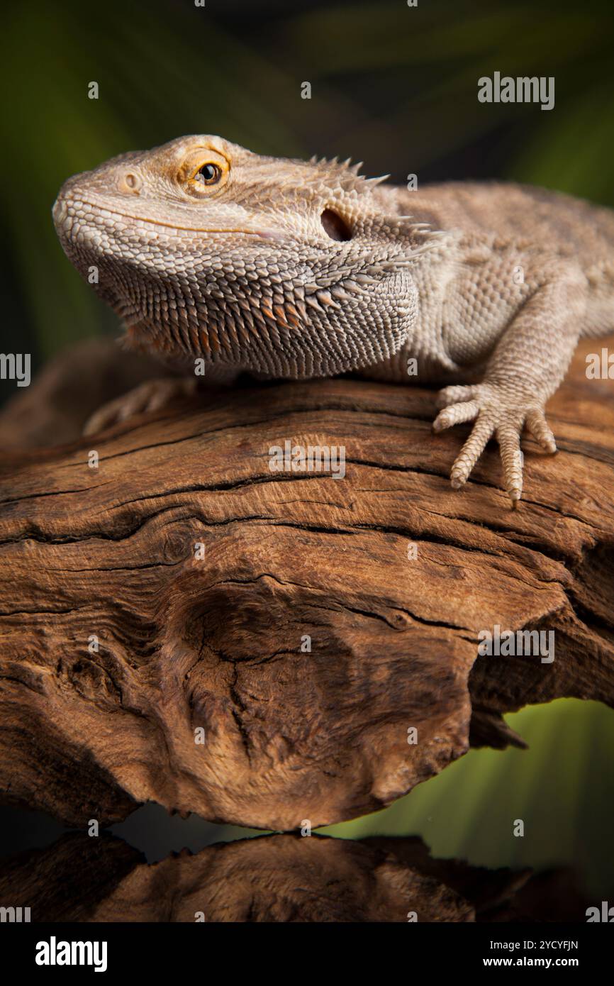 Reptile spikes hi-res stock photography and images - Alamy