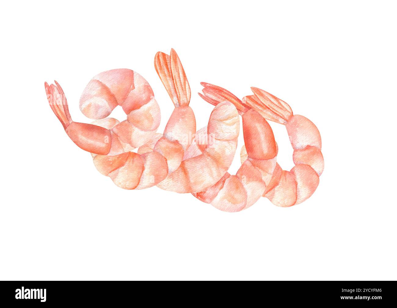 Pink peeled shrimps watercolor illustration clip art. Boiled cooked ...