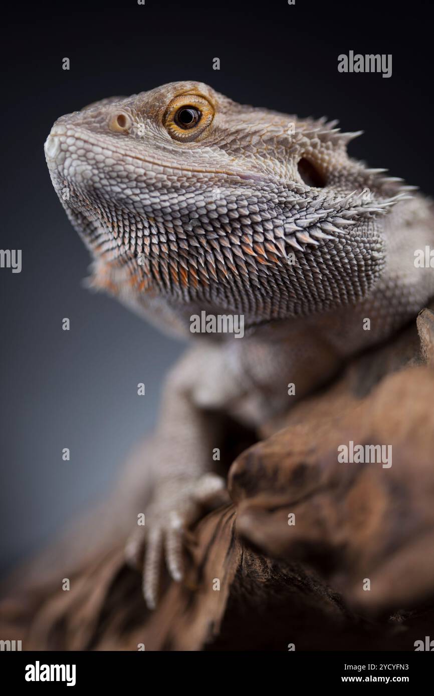 Dragon, Agama Lizard on black mirror background Stock Photo - Alamy