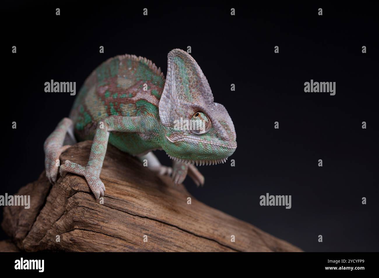 Root, Green chameleon, lizard background Stock Photo - Alamy