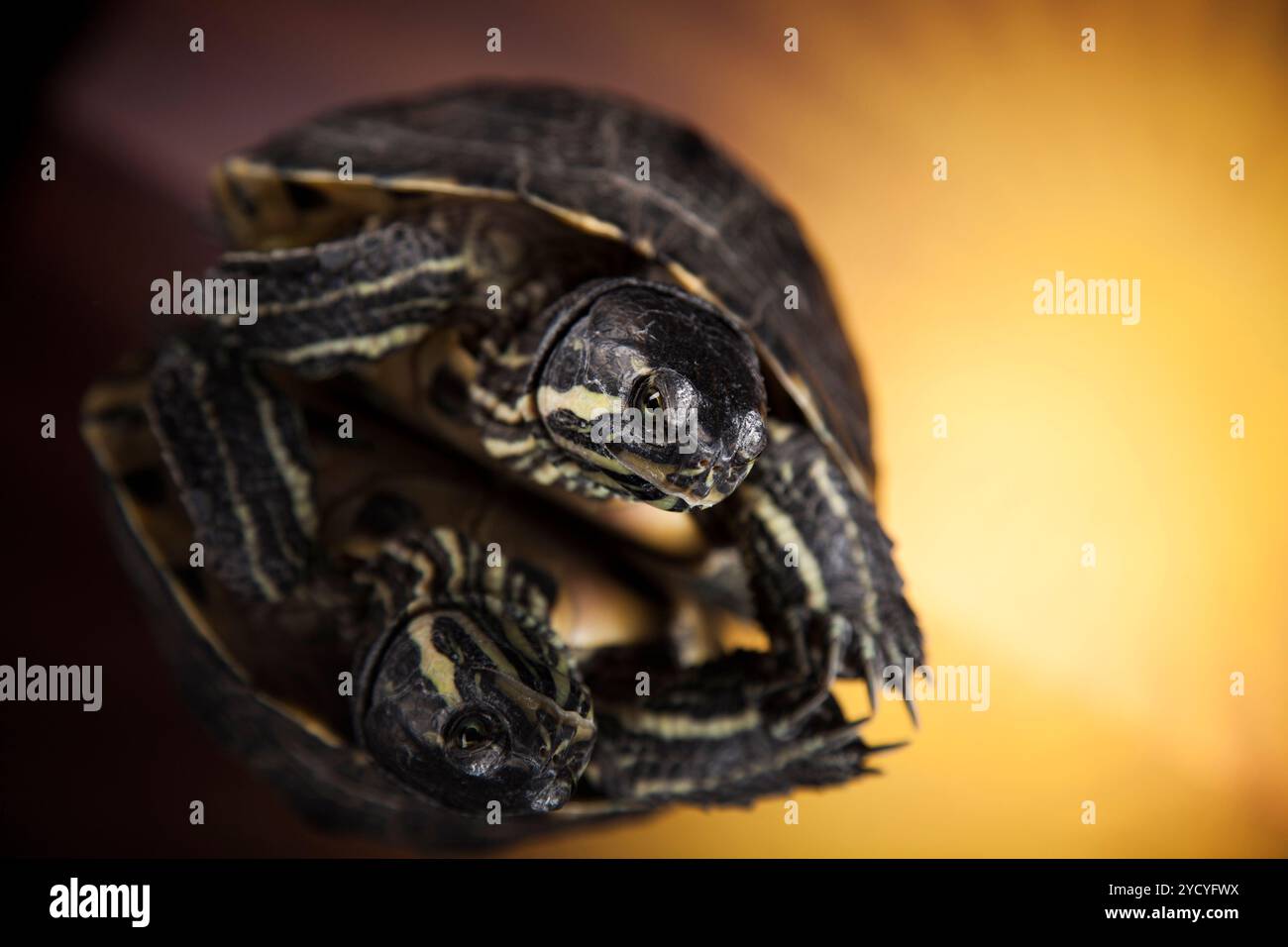 Turtle water hi-res stock photography and images - Alamy