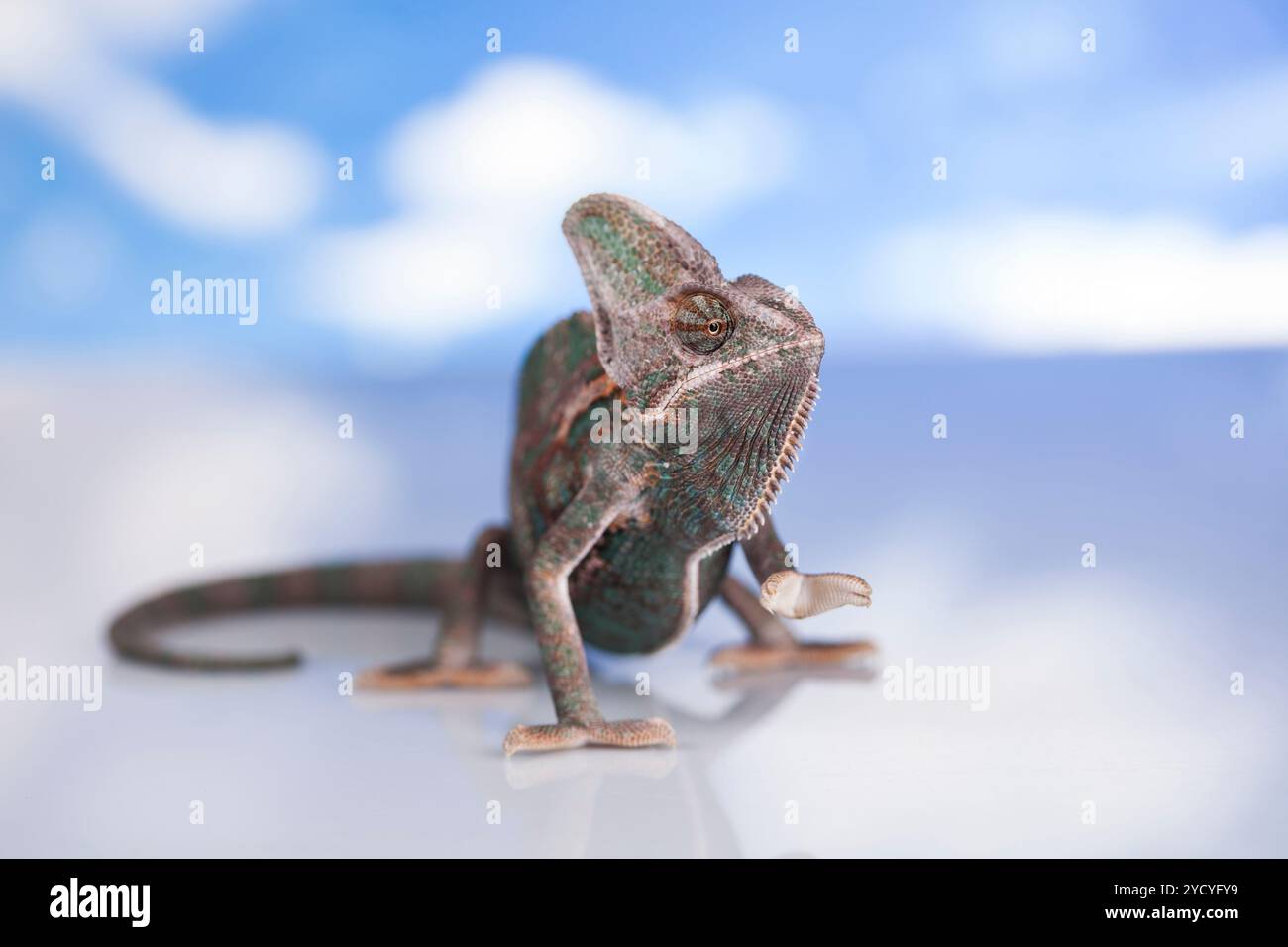 Chameleon lizard isolated on sky background Stock Photo - Alamy