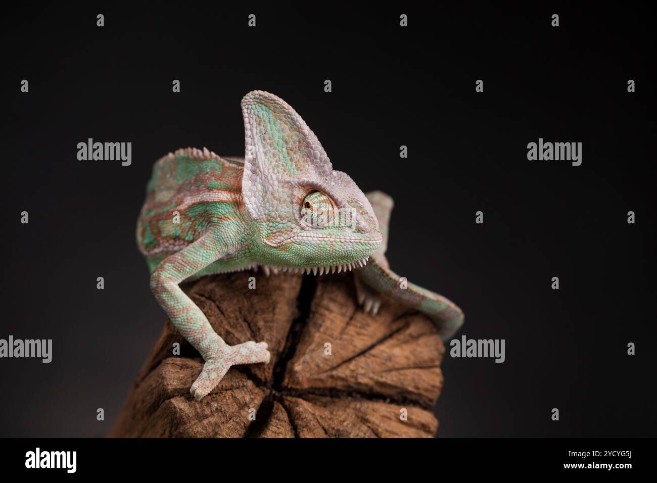 Root, Green chameleon, lizard background Stock Photo - Alamy