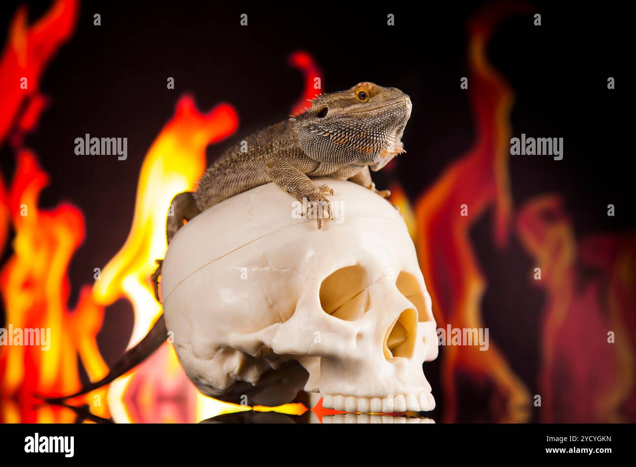 Fire lizard, agama on black mirror background Stock Photo - Alamy