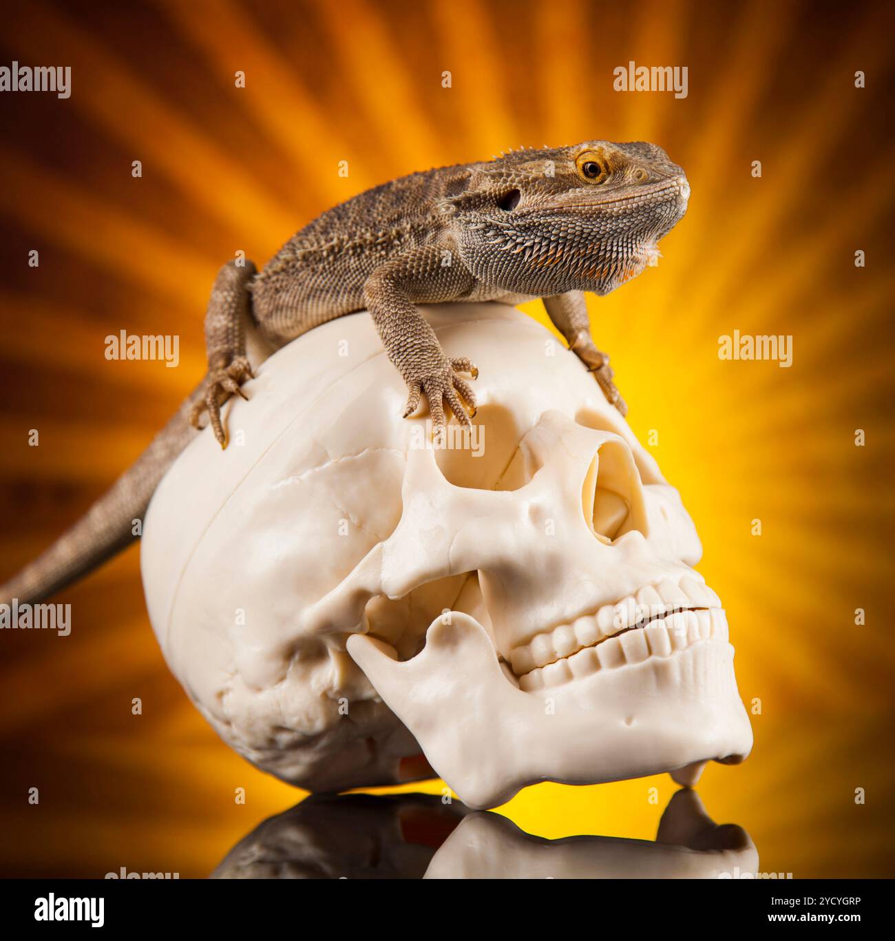Lizard, human skull on black mirror background Stock Photo - Alamy