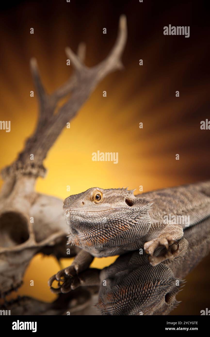 Reptilian skulls hi-res stock photography and images - Alamy