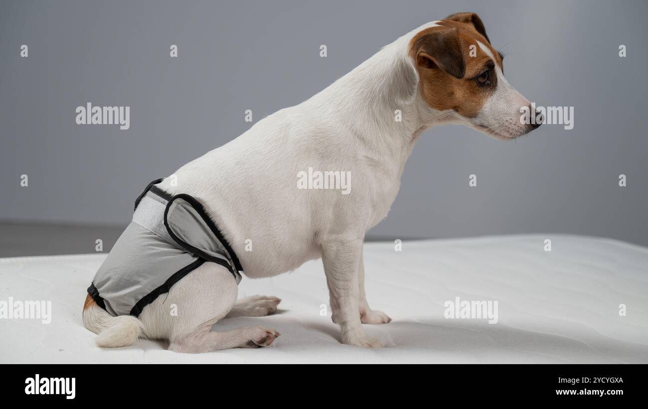 Jack Russell Terrier dog sits on bed in reusable diapers Stock Photo ...