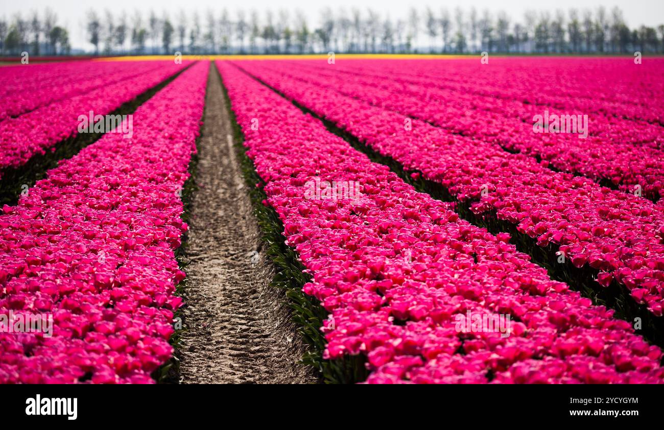 Blooming field orange pink hi-res stock photography and images - Alamy