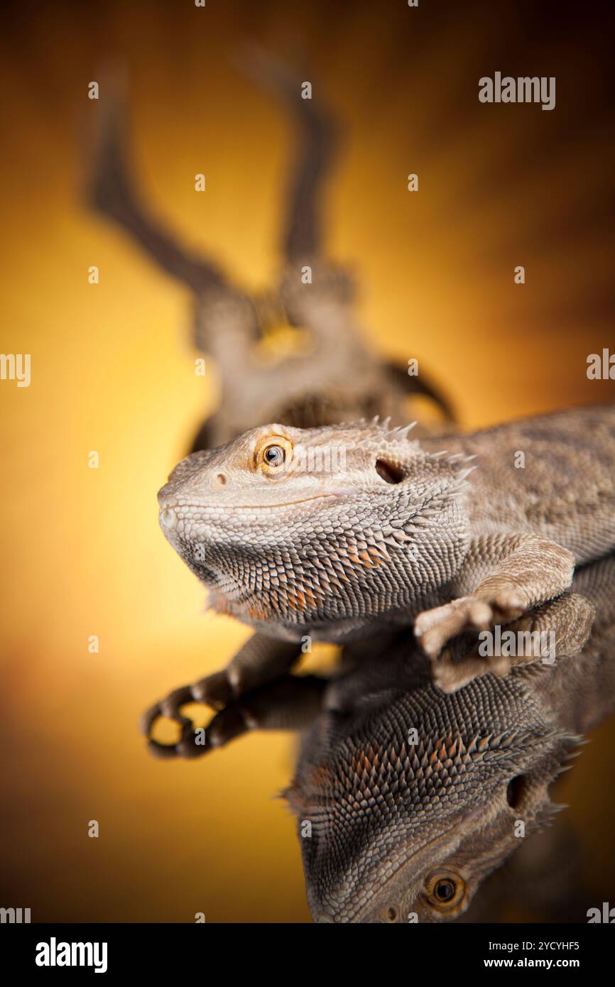 Animal Skull, Antlers, lizard on black mirror background Stock Photo ...