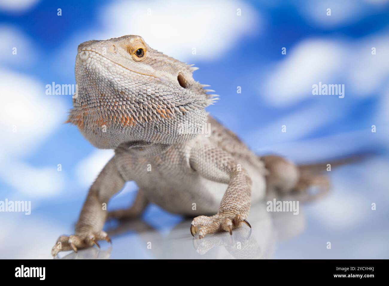 Sky background, Pet, lizard Bearded Dragon Stock Photo - Alamy