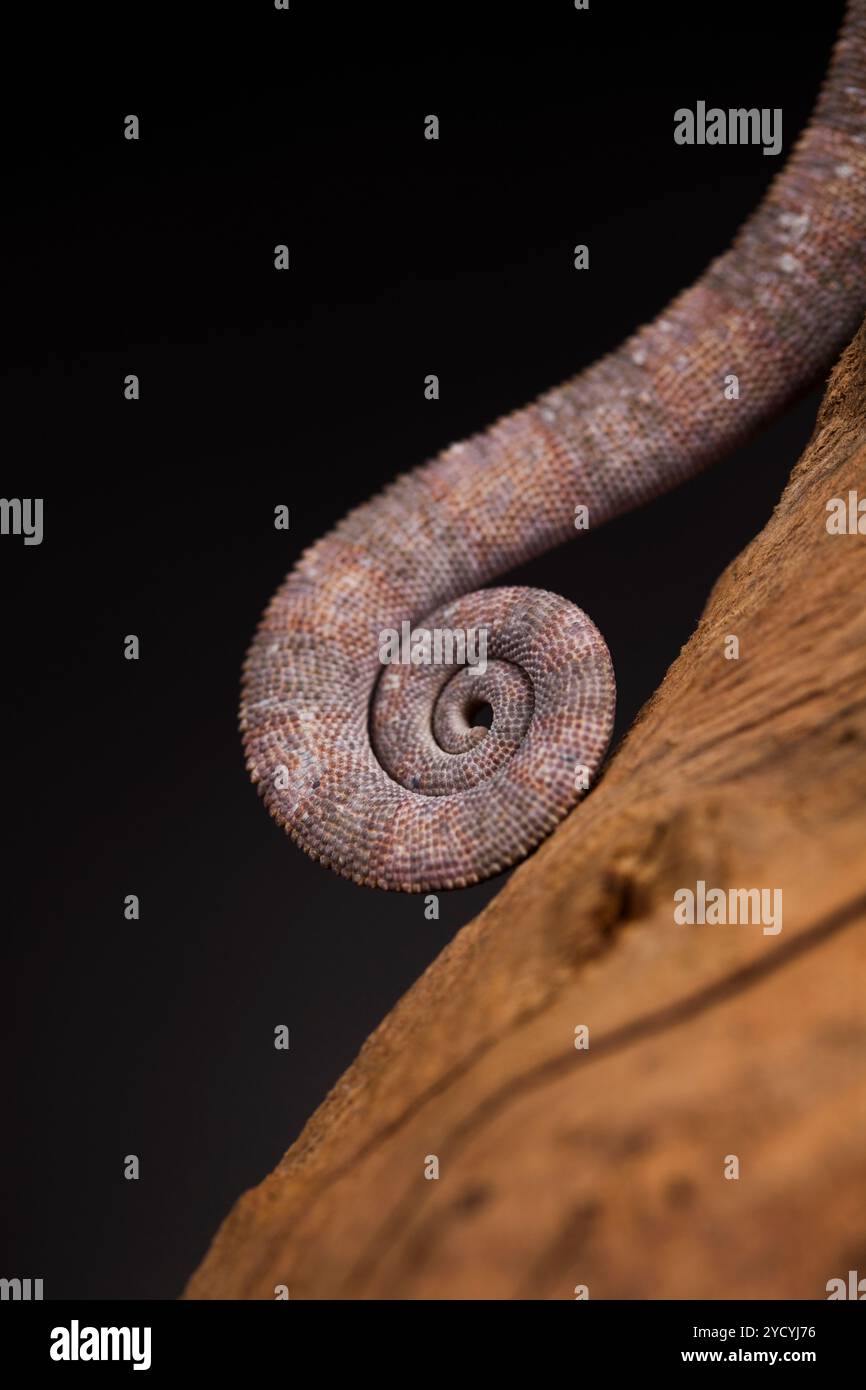 Root, Green chameleon, lizard background Stock Photo - Alamy