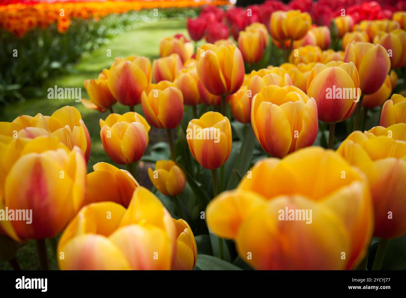 Beautiful spring bloom colourful hi-res stock photography and images ...