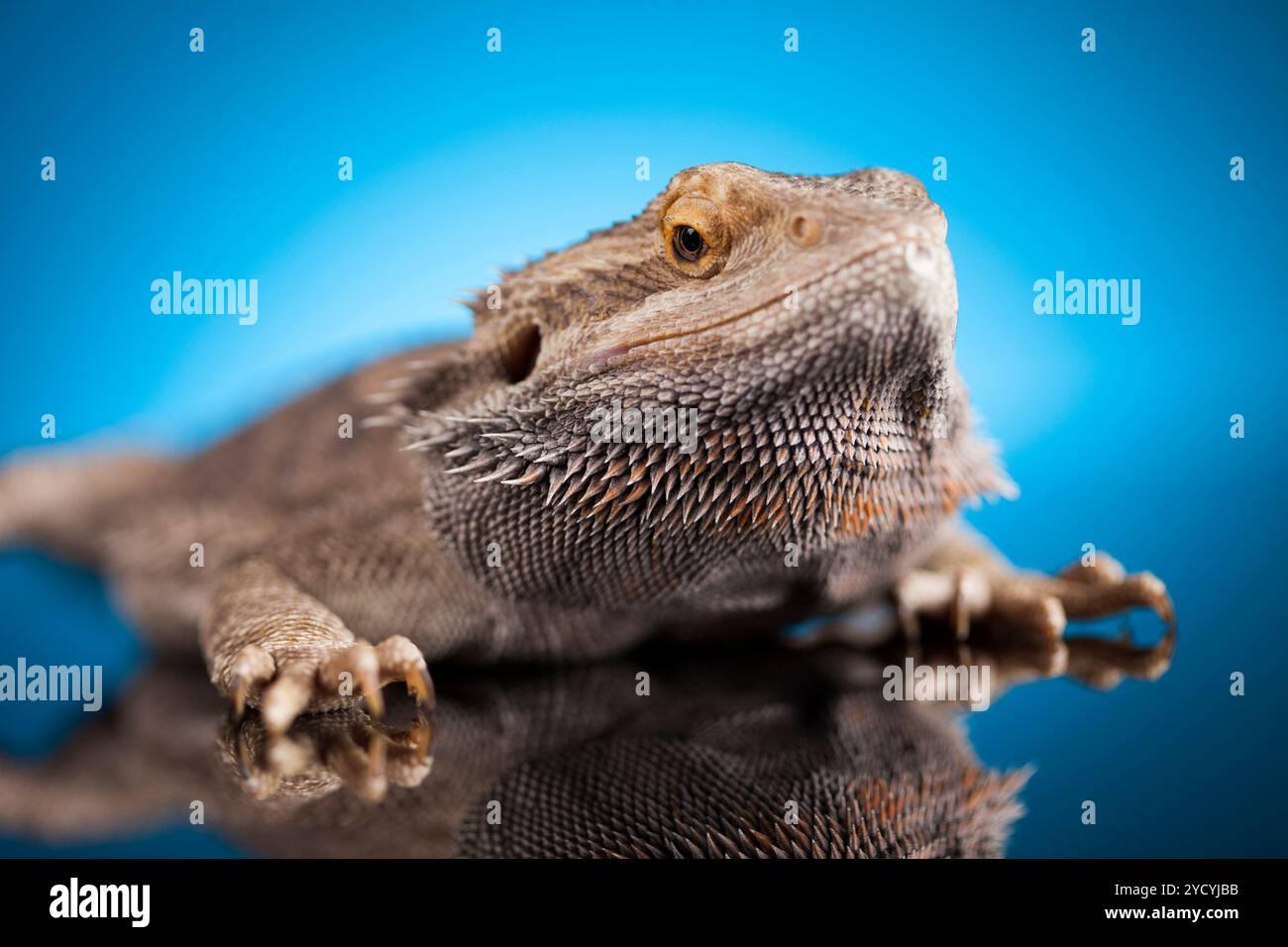 Blue background, Pet, lizard Bearded Dragon Stock Photo - Alamy