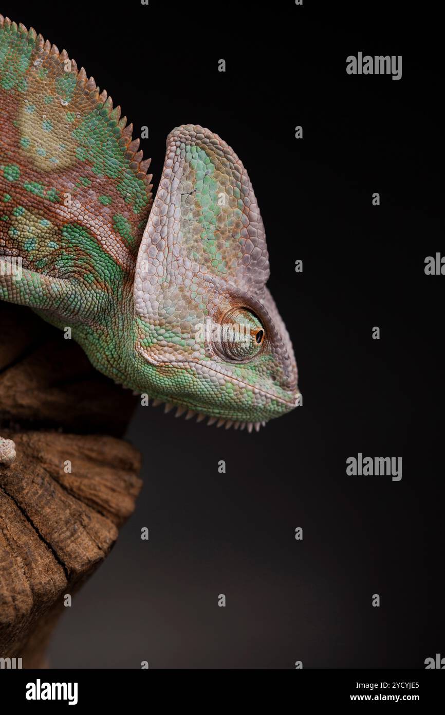 Root, Green chameleon, lizard background Stock Photo - Alamy