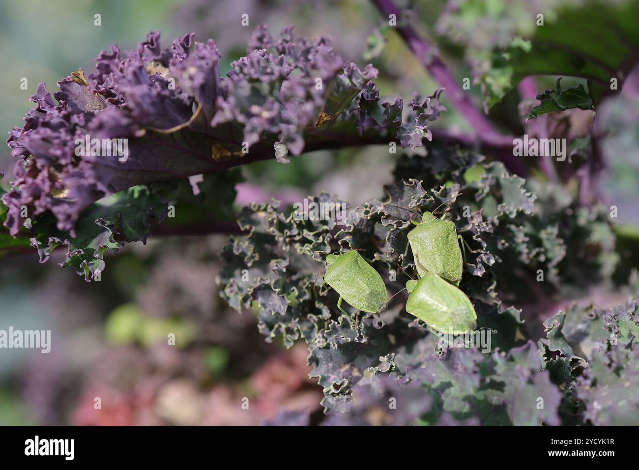 A lot of brown marmorated stink bugs Halyomorpha halys agricultural ...