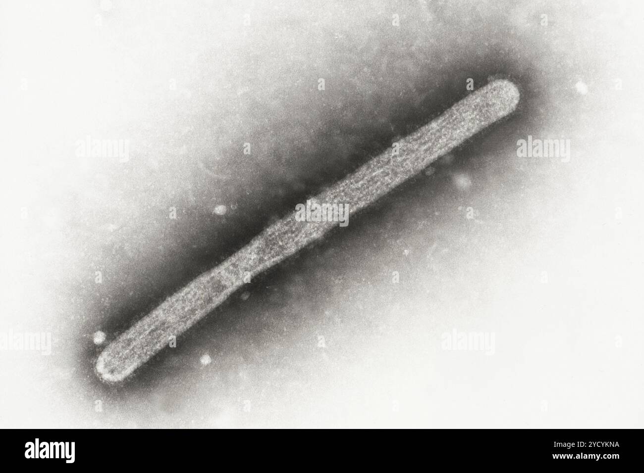FILE - This 2005 electron microscope image shows an avian influenza A ...