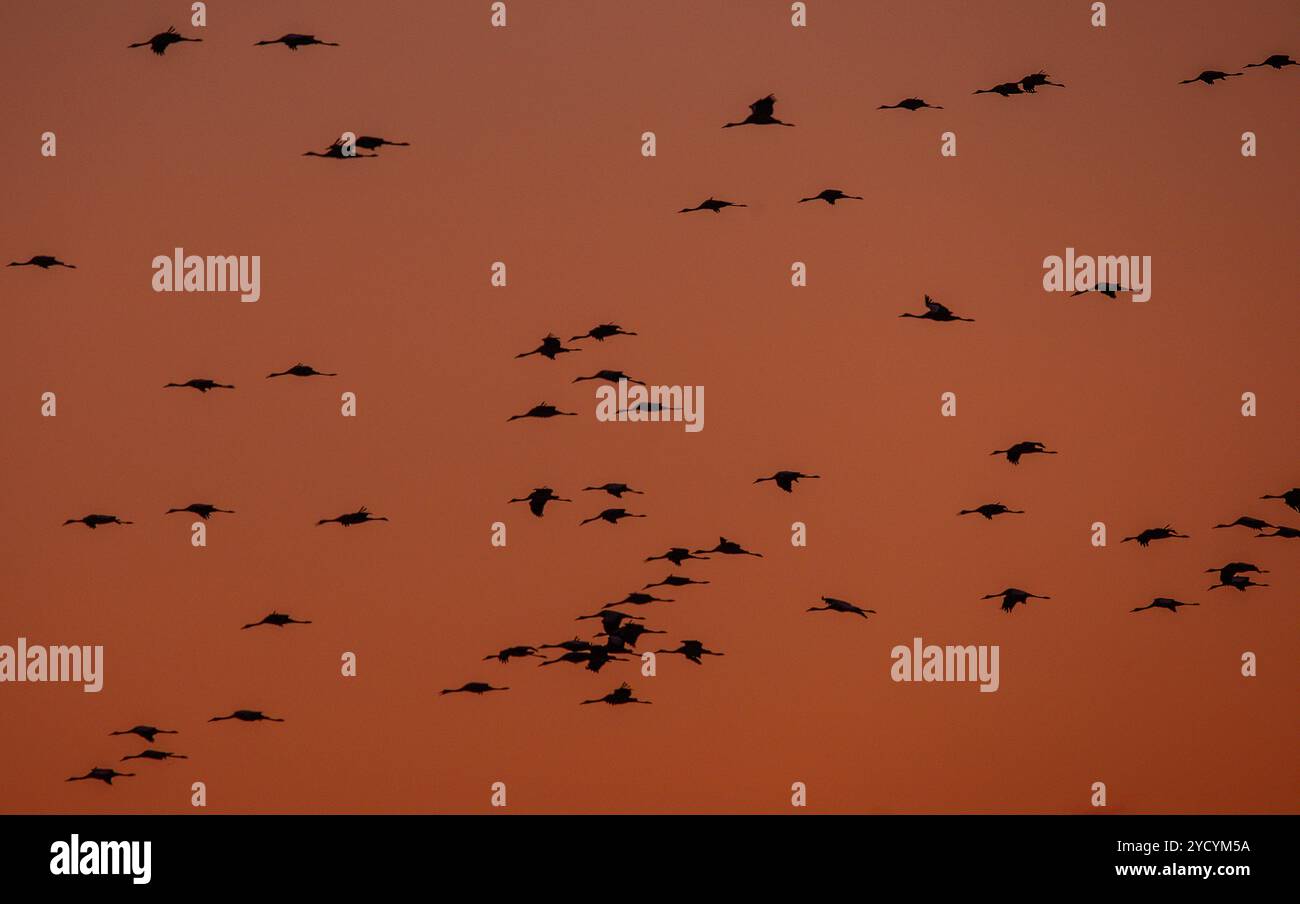 24 October 2024, Mecklenburg-Western Pomerania, Zingst: After sunset ...