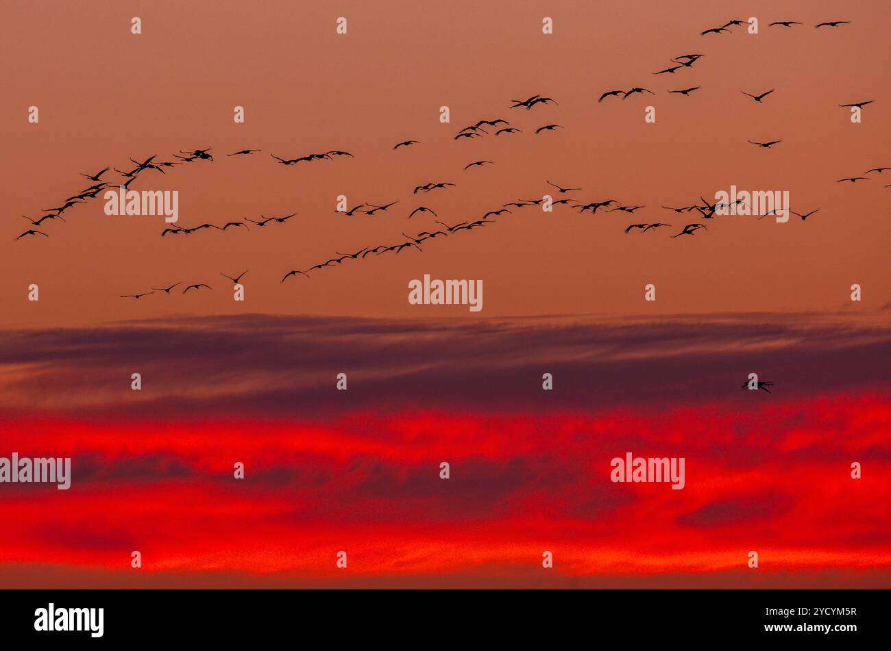 24 October 2024, Mecklenburg-Western Pomerania, Zingst: After sunset ...