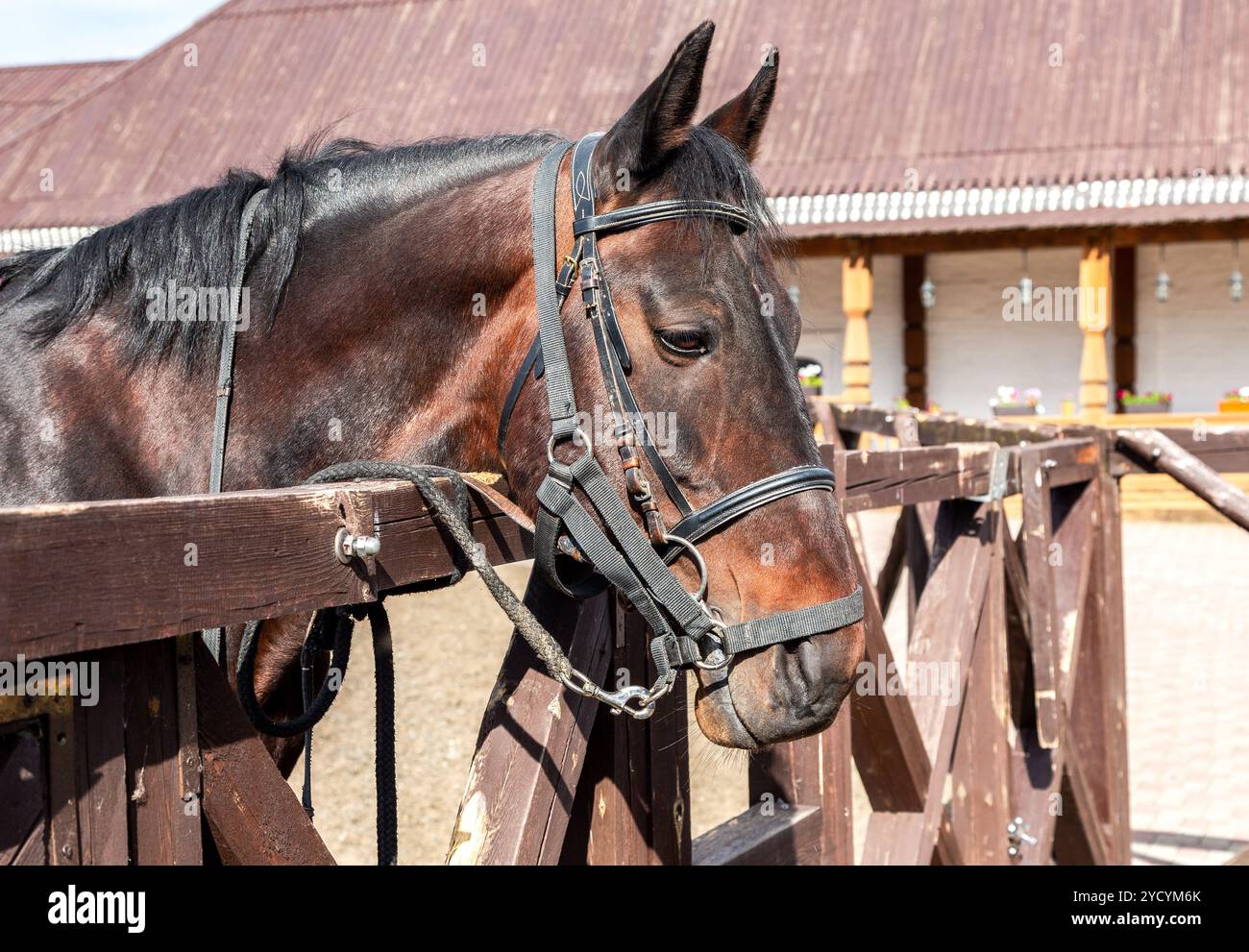 Chestnut head hi-res stock photography and images - Alamy