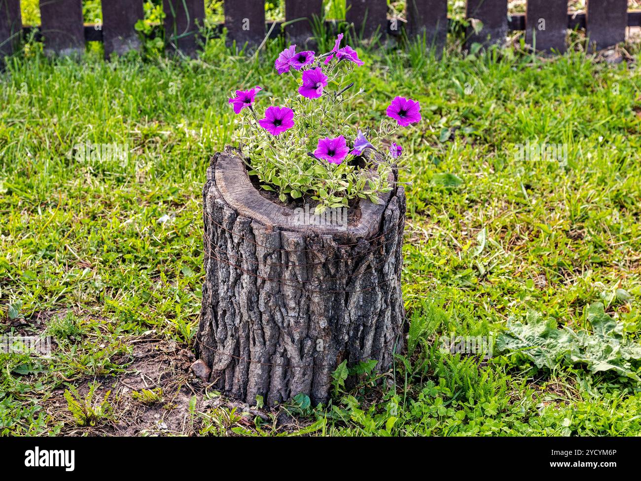 Petunia in stump hi-res stock photography and images - Alamy
