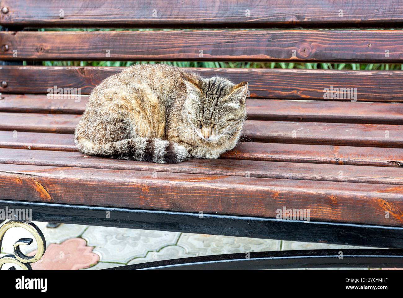 Pussycat sleeping hi-res stock photography and images - Alamy