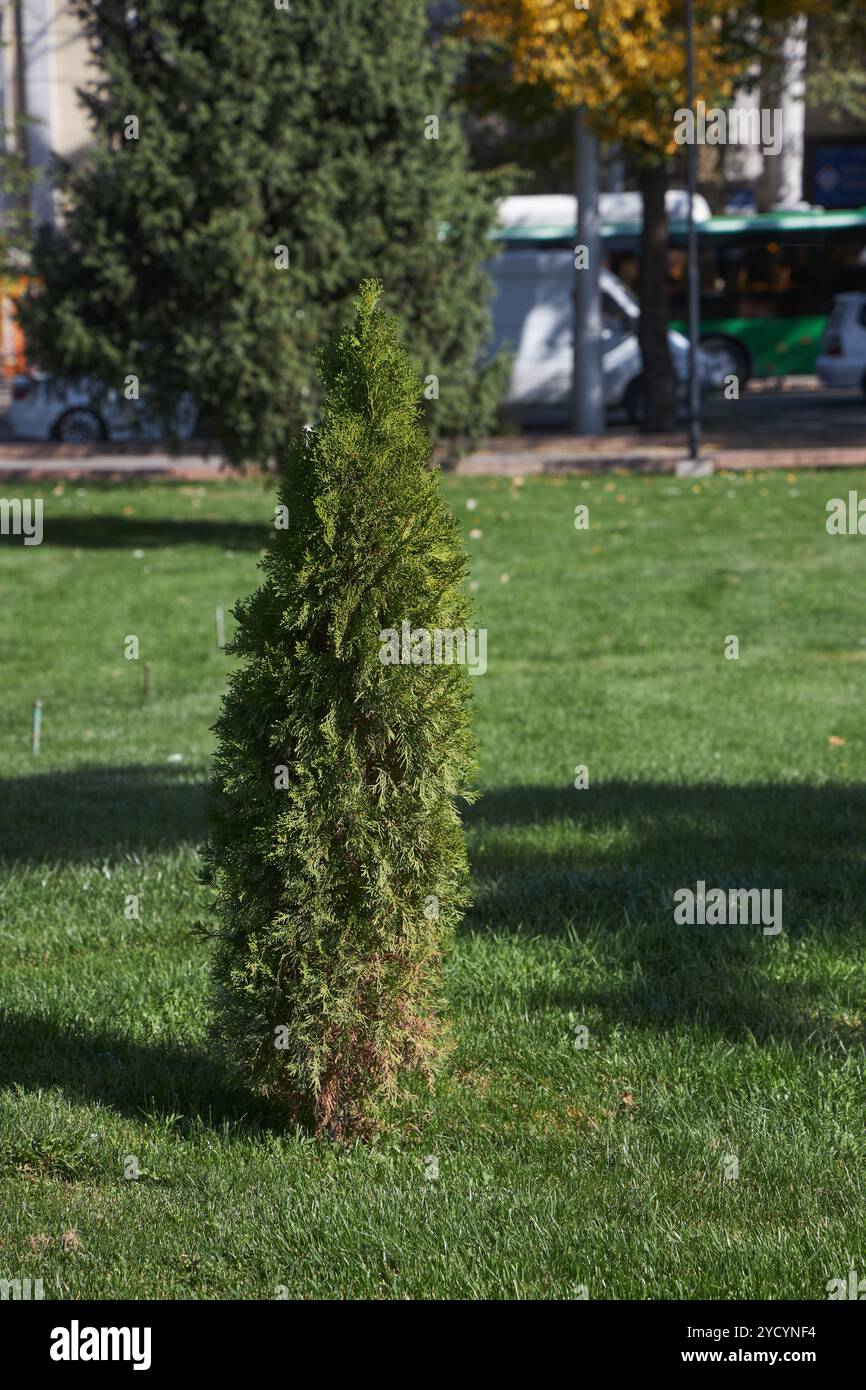 Tree pyramidal shape hi-res stock photography and images - Alamy
