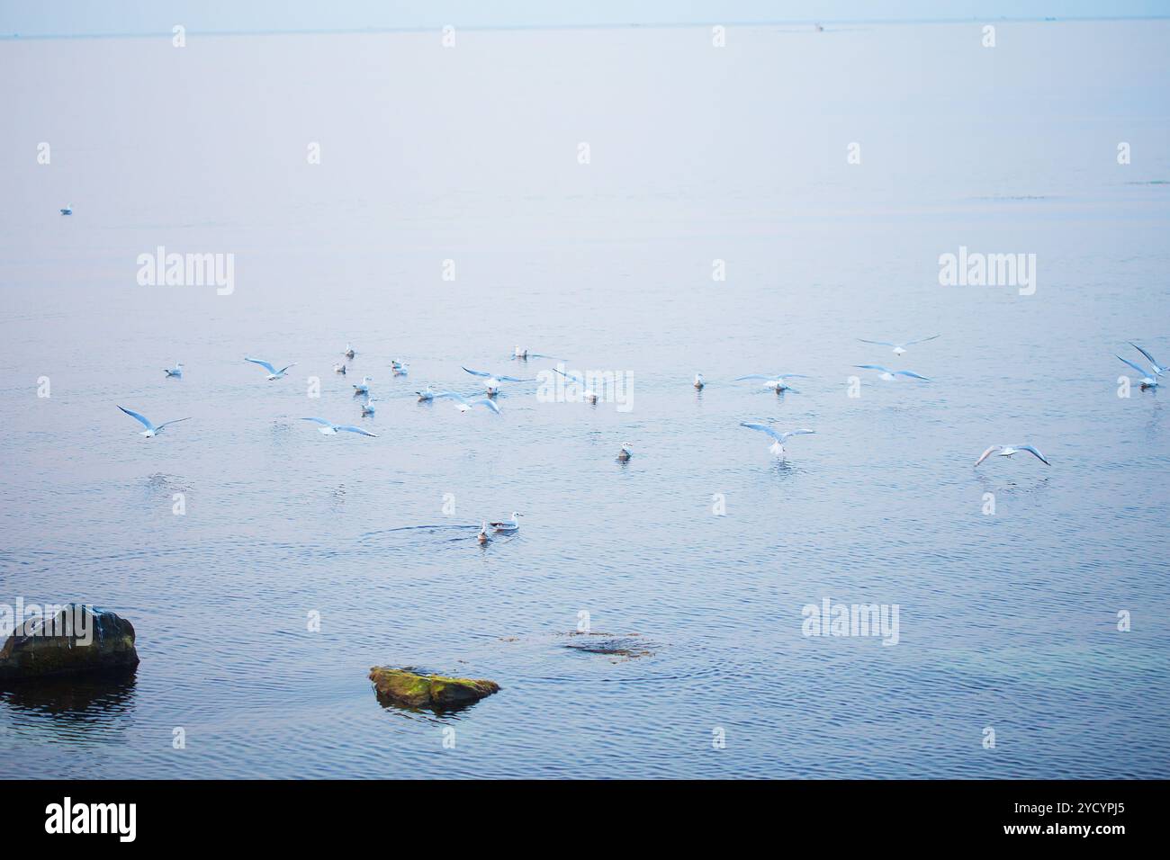 Flock sea gulls beach hi-res stock photography and images - Alamy