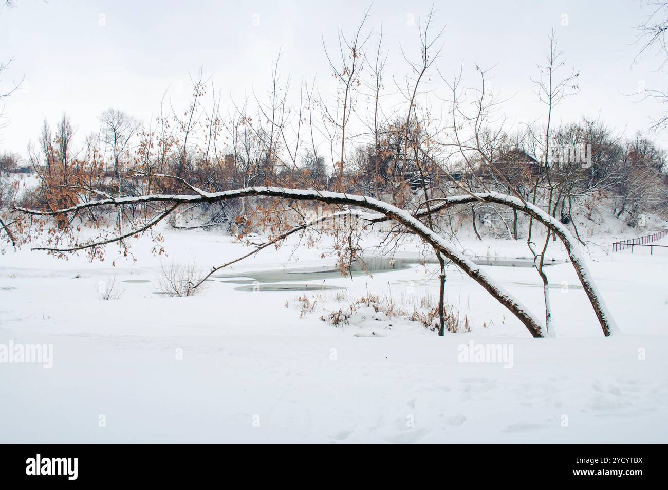 Bent trees by winter Stock Photo - Alamy