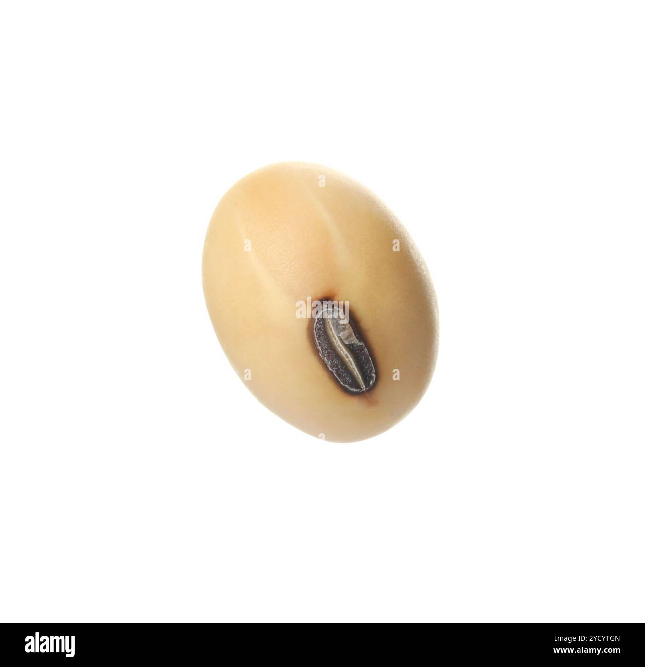 One raw soy bean isolated on white Stock Photo - Alamy