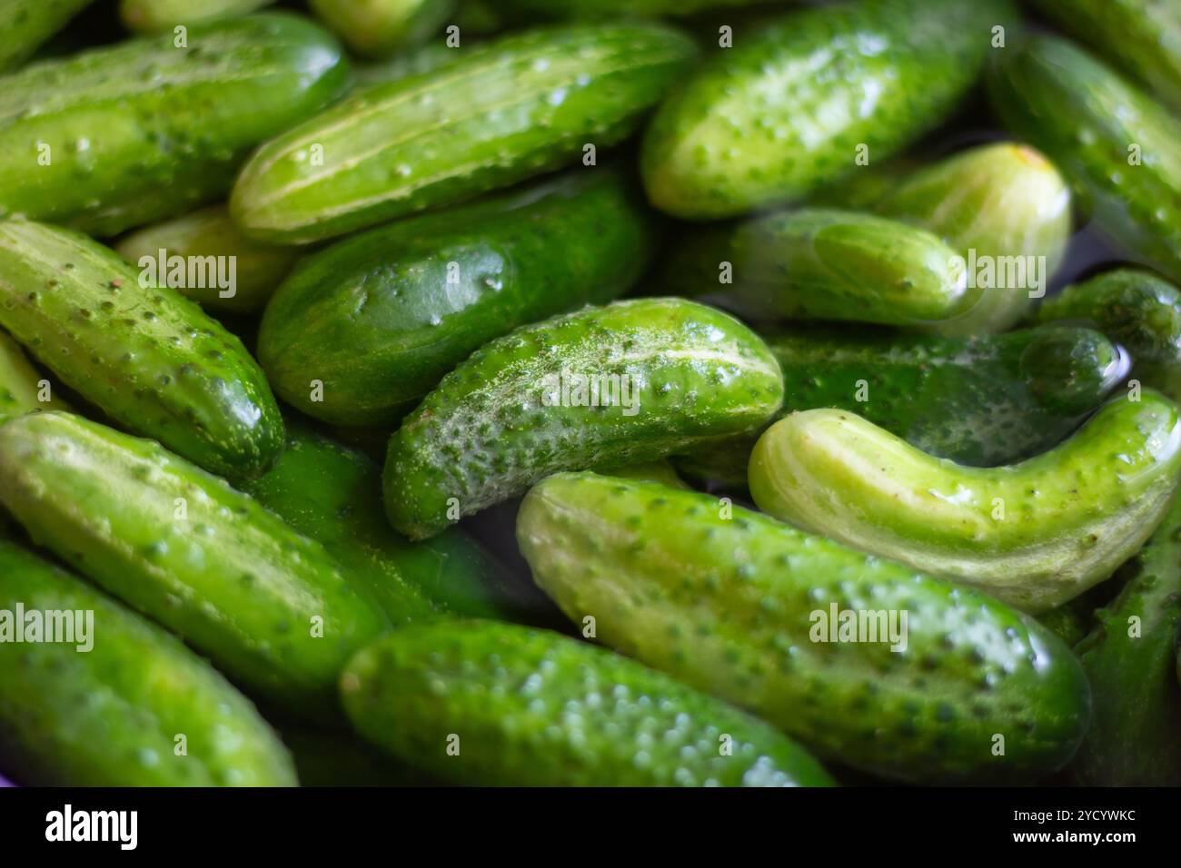 Cucumbers soaked in water for pickling. Homemade cucumbers. Vegetable ...