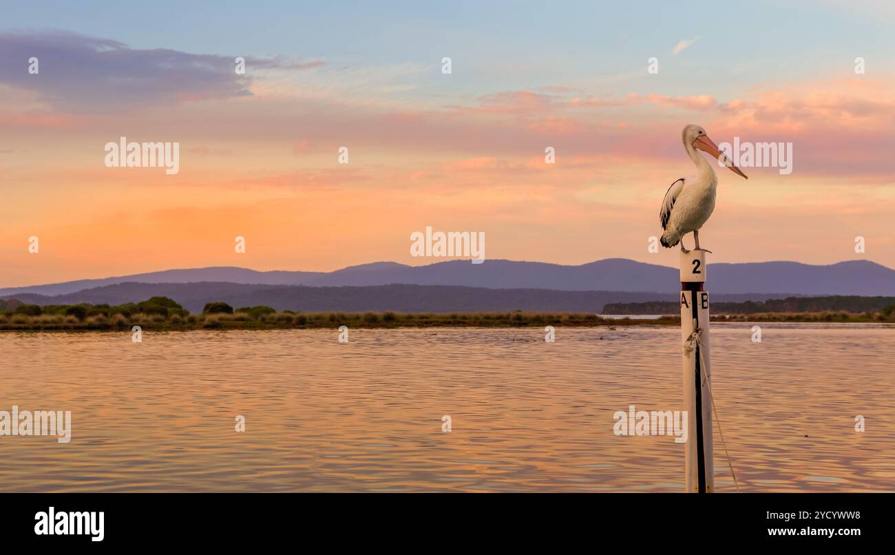 Pelican roosting at Mallacoota Stock Photo - Alamy