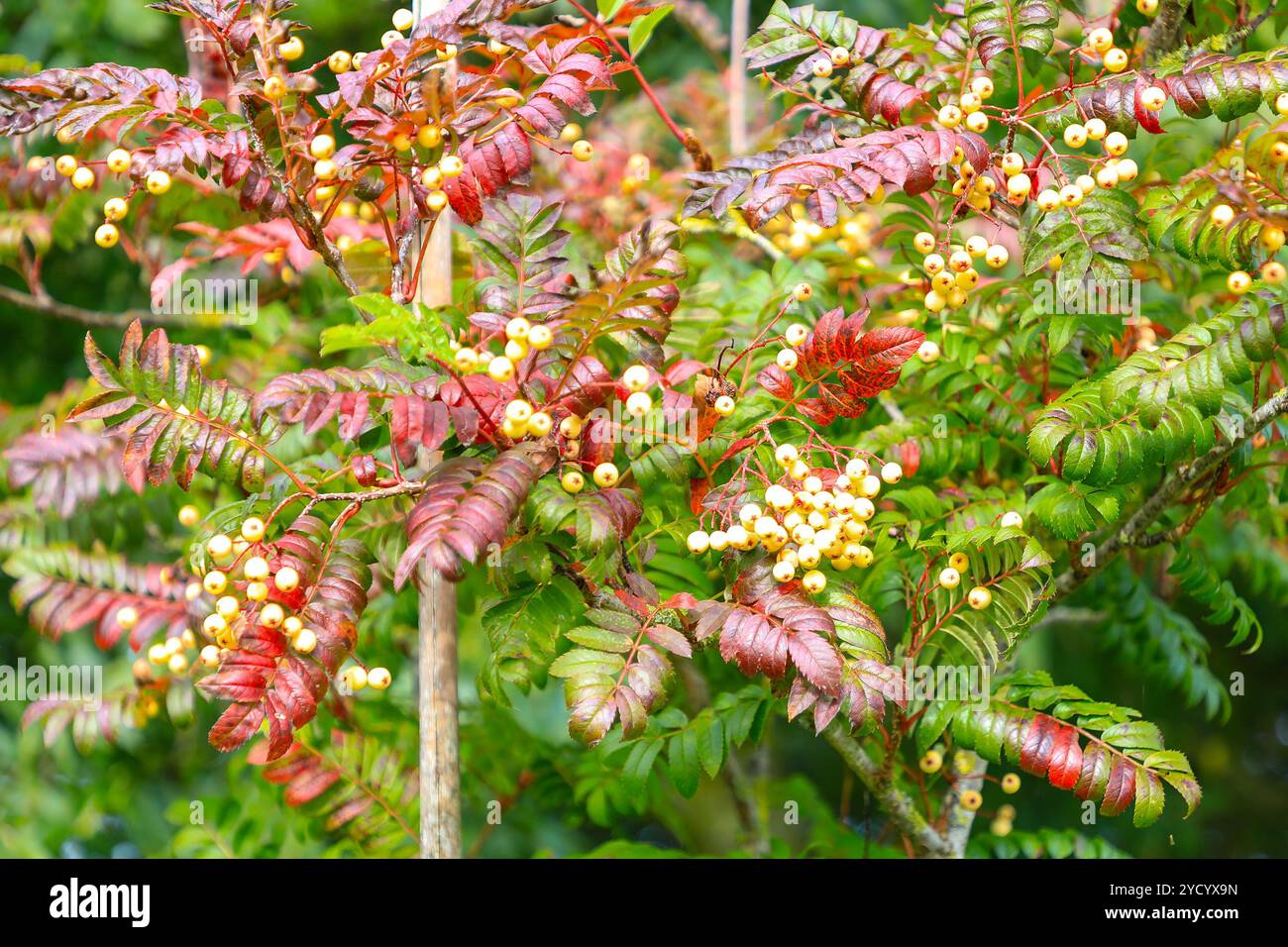 The creamy white berries of a Kashmir Rowan, (Sorbus cashmiriana) tree ...