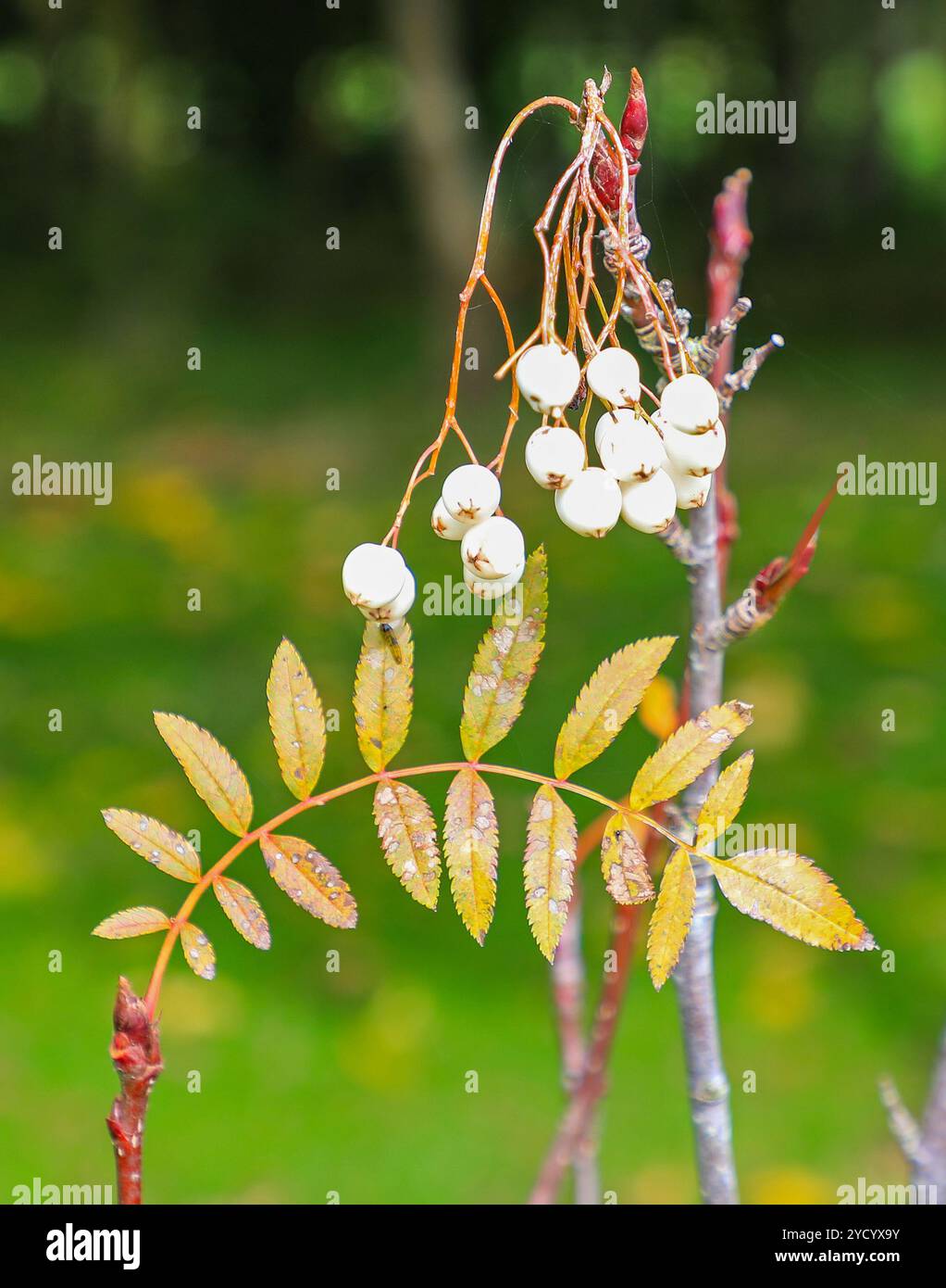 The creamy white berries of a Kashmir Rowan, (Sorbus cashmiriana) tree ...