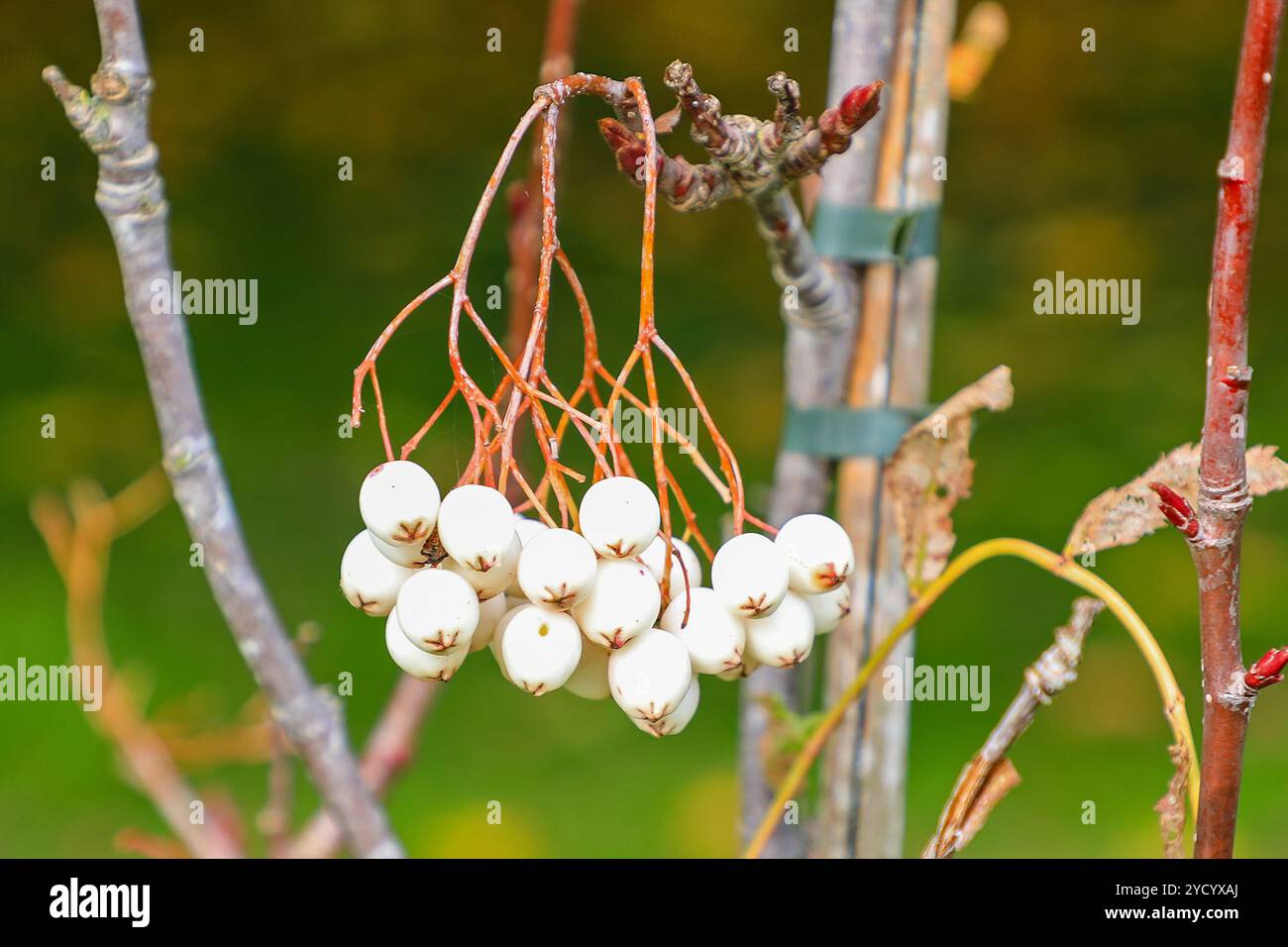 The creamy white berries of a Kashmir Rowan, (Sorbus cashmiriana) tree ...