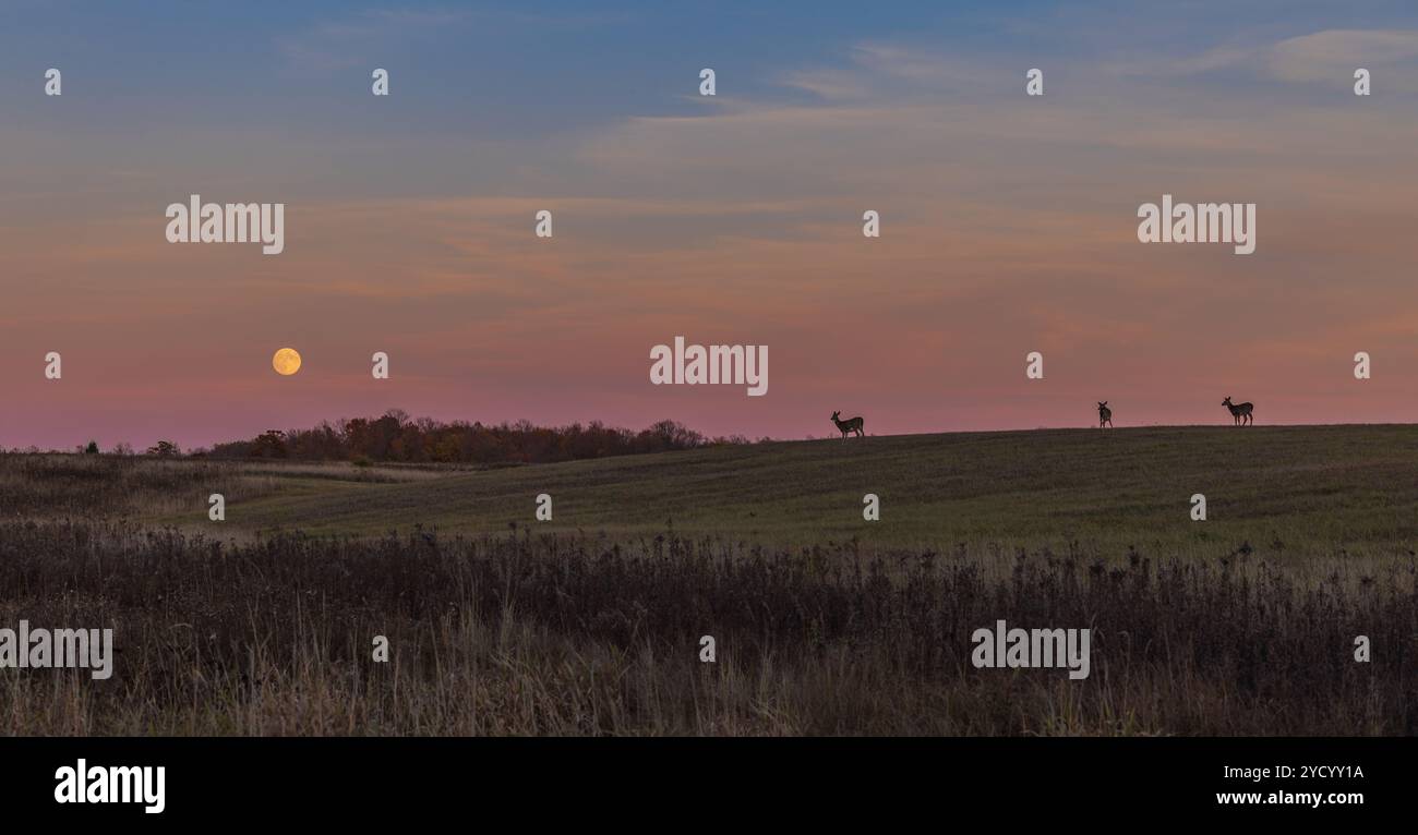 The hunter's moon rises as three white-tailed deer browse on a hilltop ...