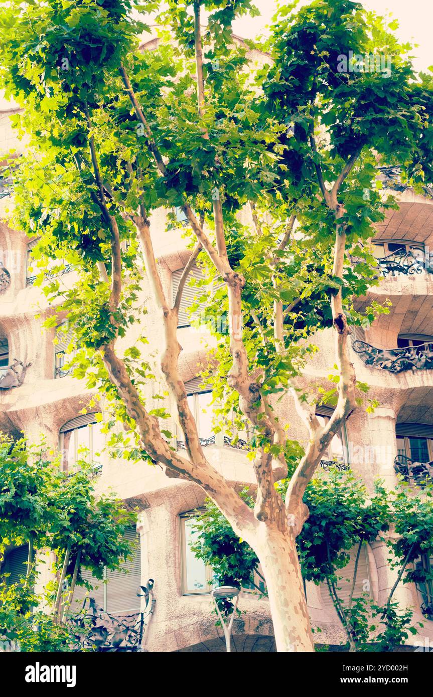 Sycamore tree in Barcelona Stock Photo - Alamy