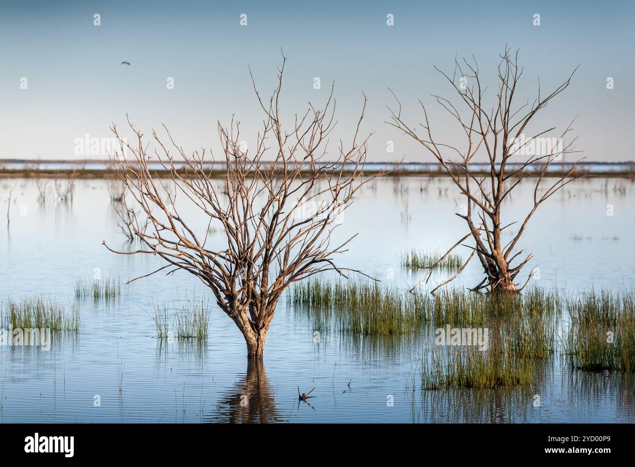 Trees and grasses swamped by waters of the Menindee Lake system an ...