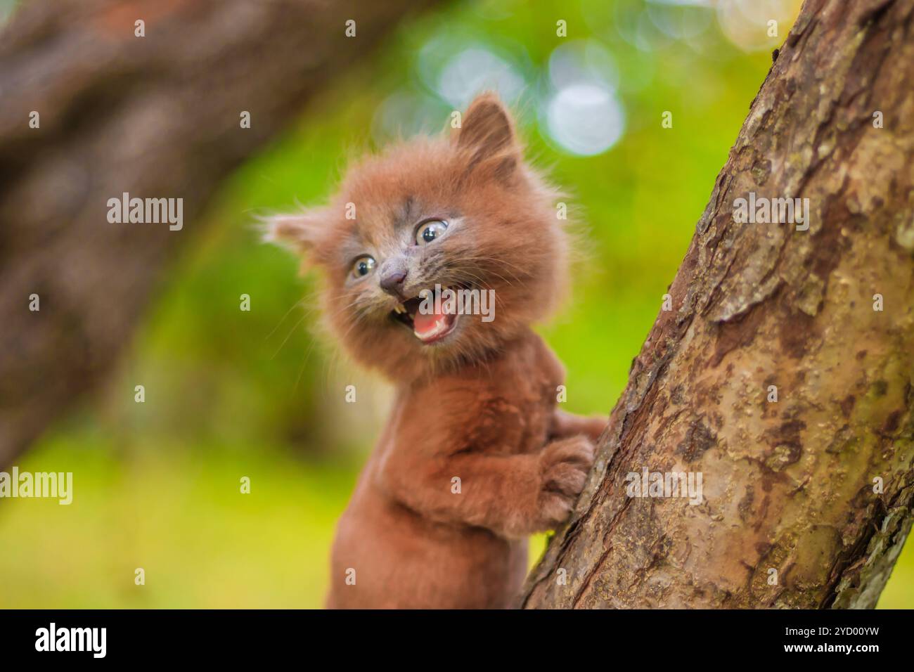 Little kitten sitting on a tree. The kitten is walking. Pet. Fluffy ...