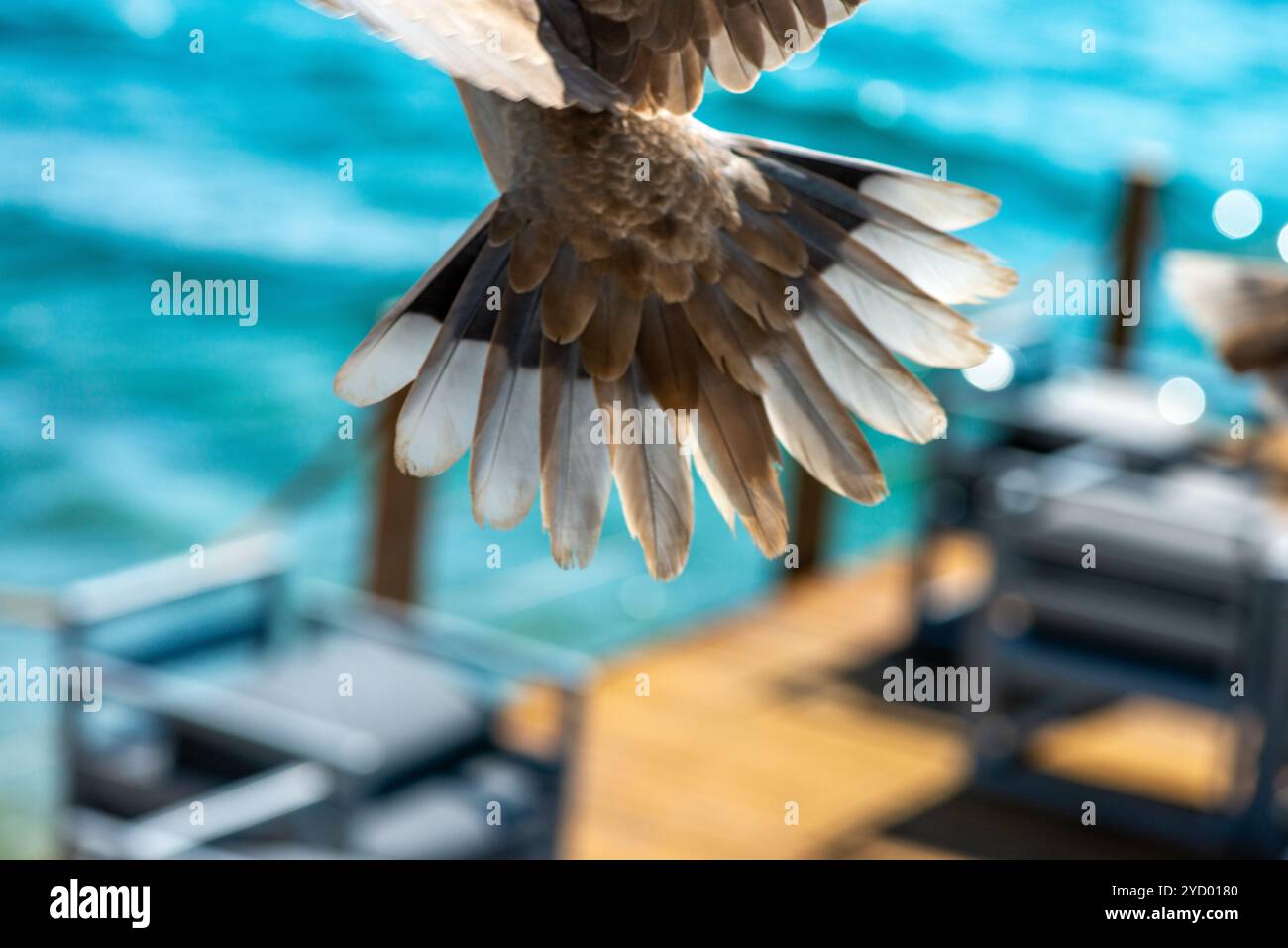 A striking image of a dove's tail feathers in flight, gracefully ...