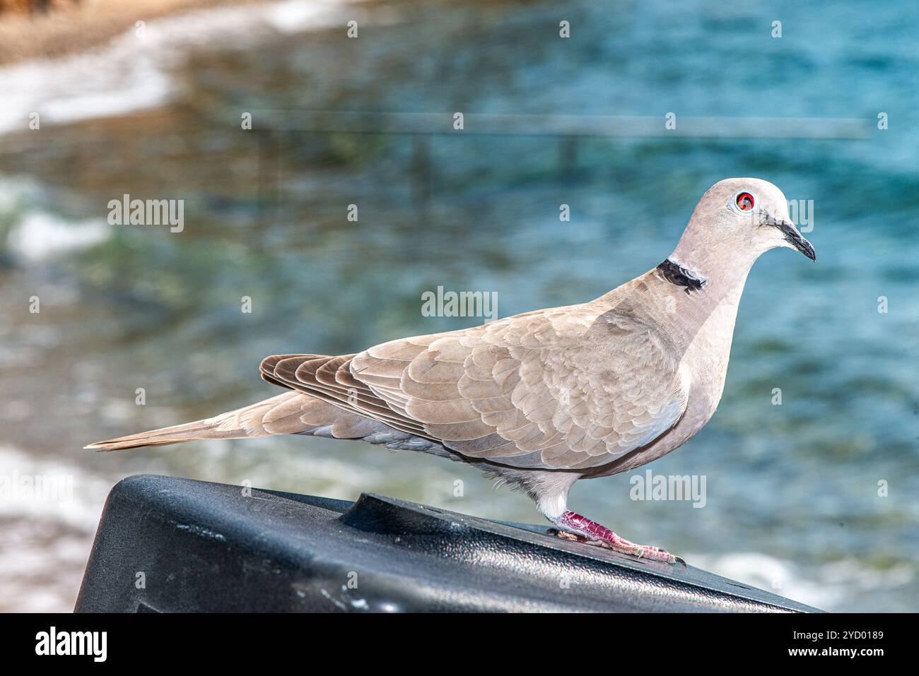 A detailed close-up of a peaceful dove with a stunning sea view in the ...