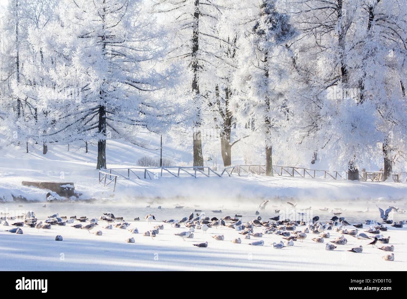 Morning winter frosty landscape in the park. Winter landscape. Severe ...