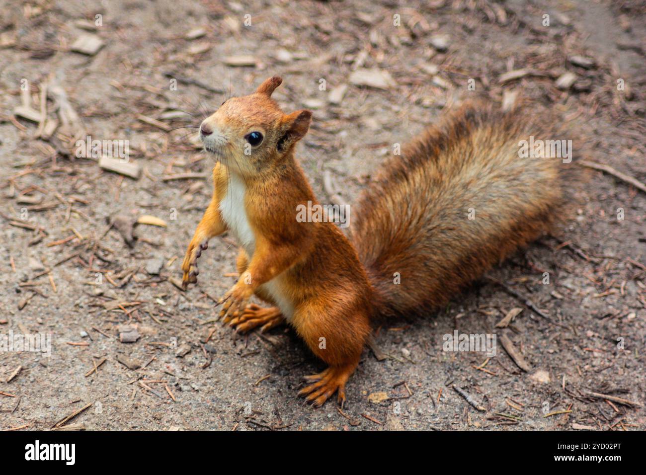 Squirrel looks around. Wild animals parks. of rodents Stock Photo - Alamy