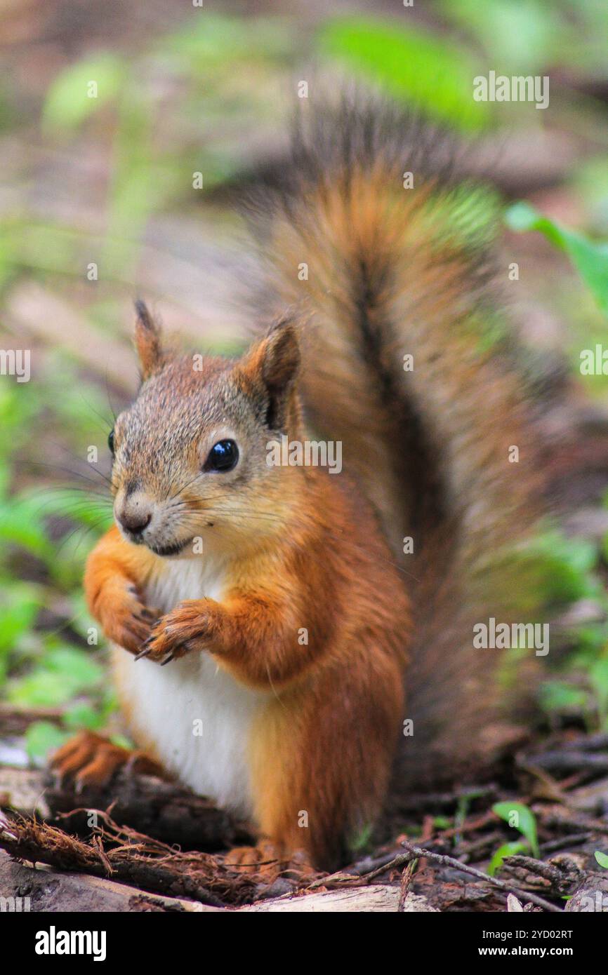 Squirrel looks around. Wild animals parks. of rodents Stock Photo - Alamy