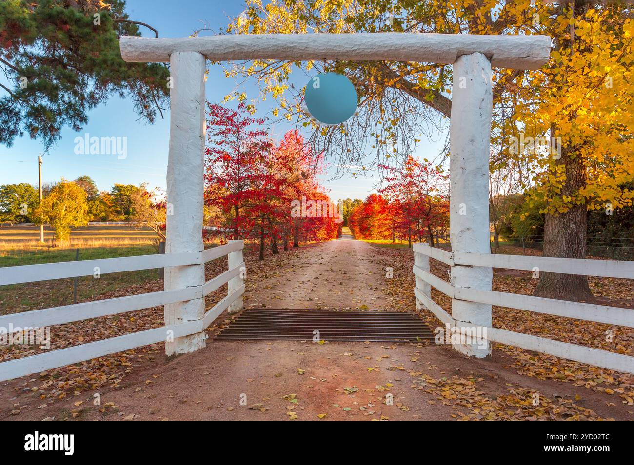 Tree lined driveway to rural farmland cattle agricultural paddocks ...