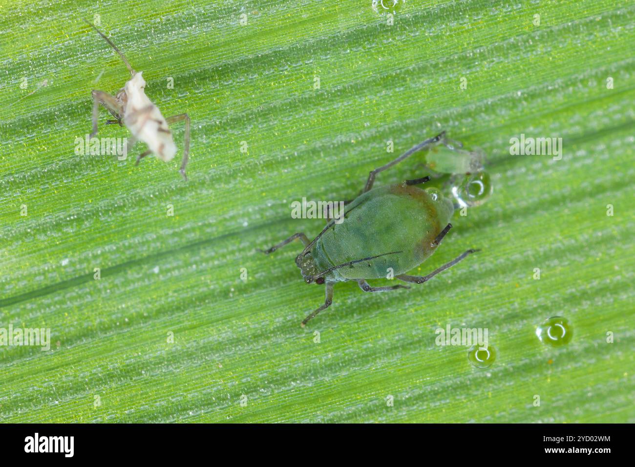 Bird cherry aphid, Rhopalosiphum padi, live bearing female nad cast ...