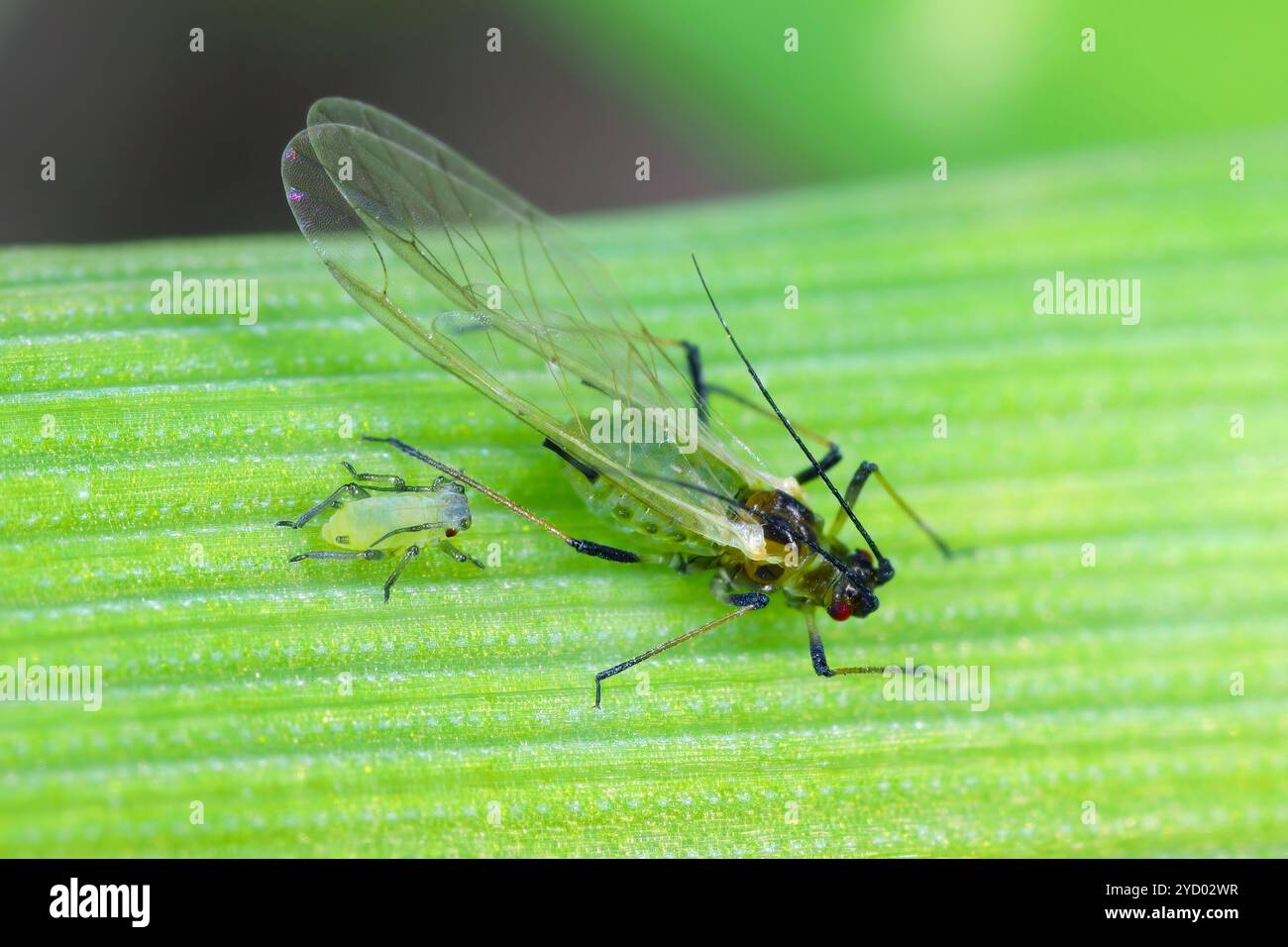 Grain aphid Sitobion avenae winged adult insect and born young on a ...