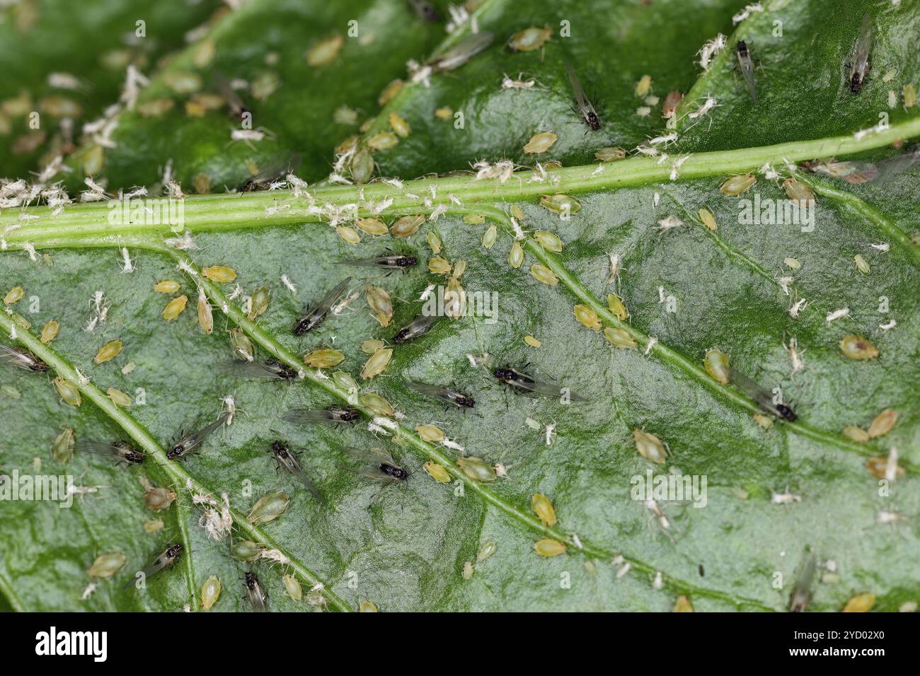A colony of aphids, winged individuals and wingless larvae, nymphs on a ...