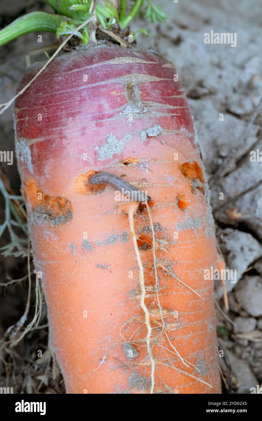 Pest, caterpillar, larvae eating carrots in the garden Stock Photo - Alamy